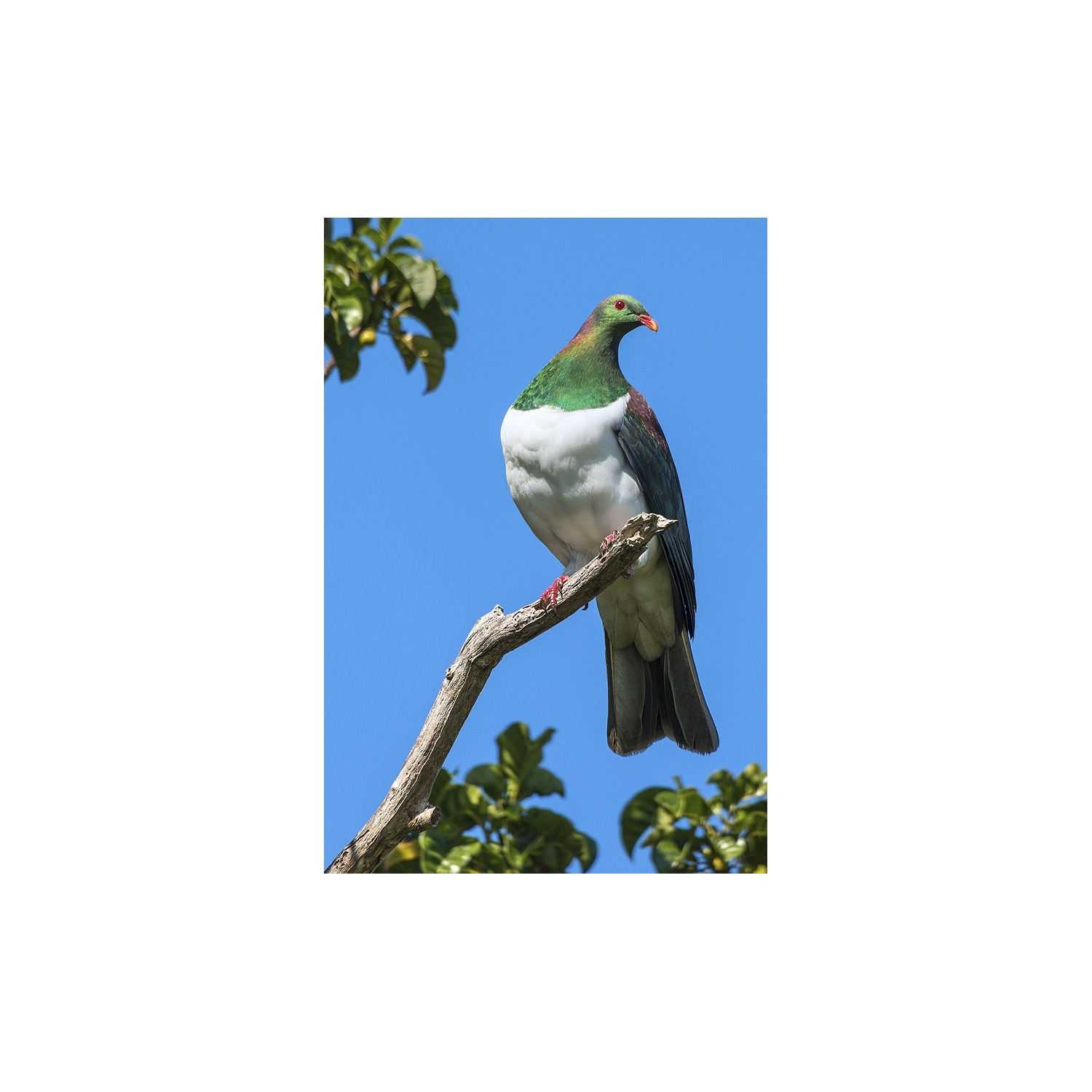 Kereru in Puriri Tree - Wayfarer Images Kereru in Puriri Tree - Wayfarer Images