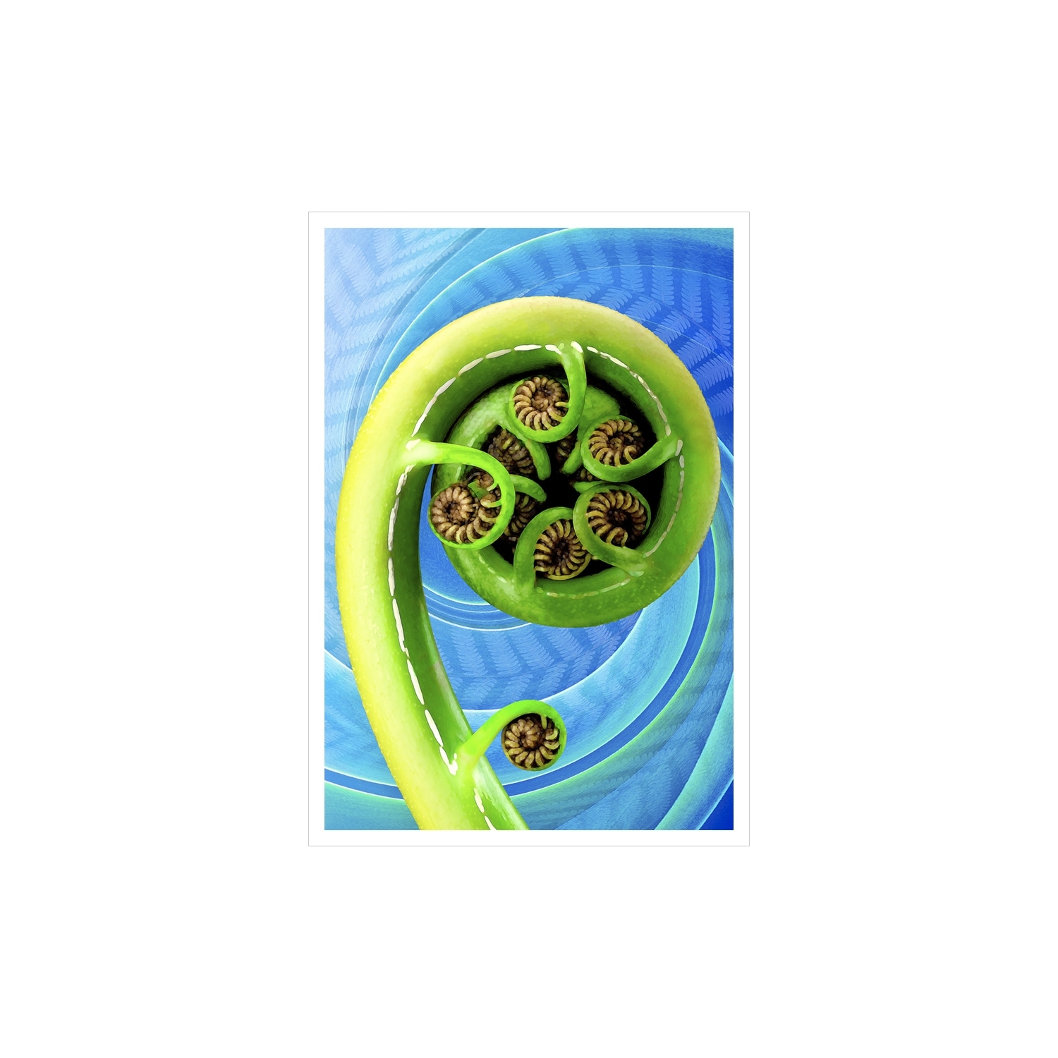 Koru: Card - Wayfarer Images