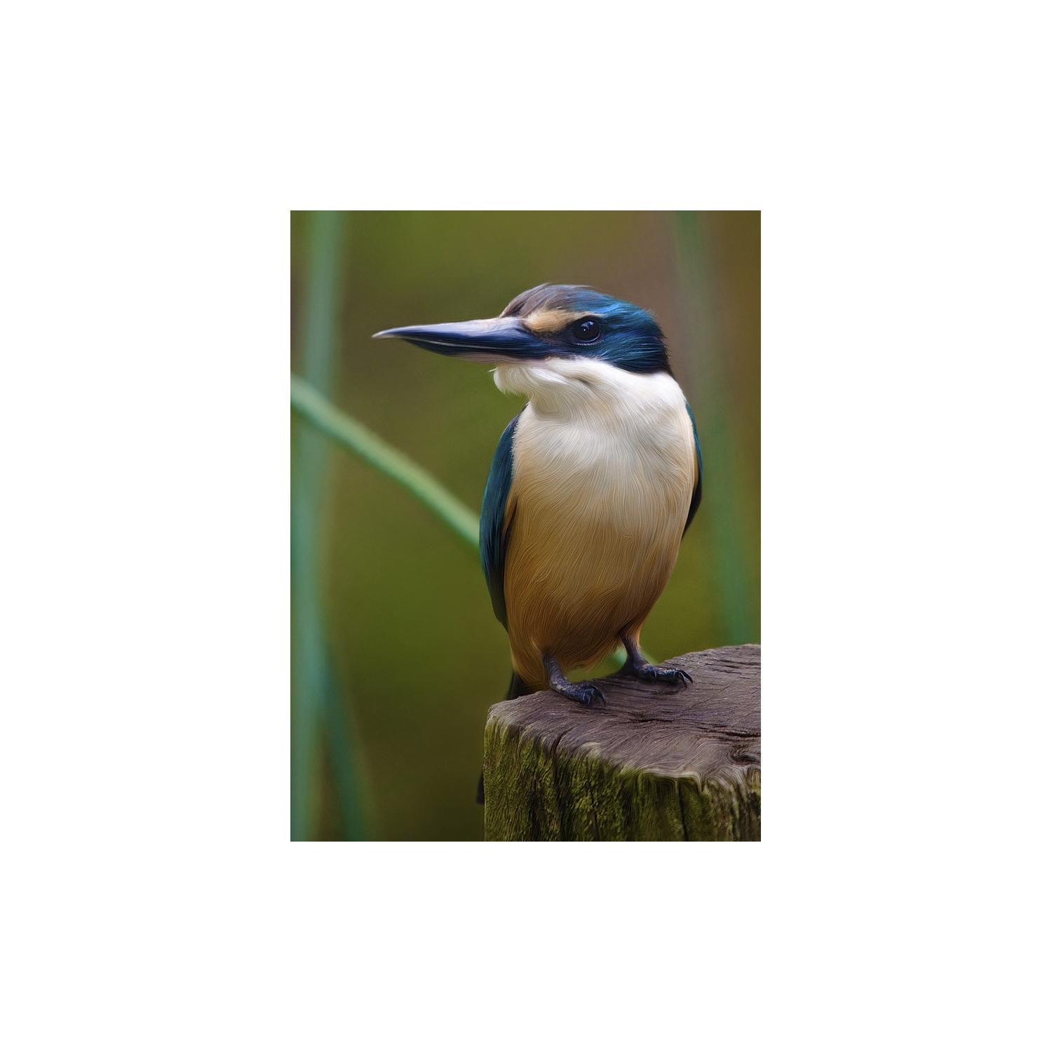 Kotare, the NZ Kingfisher - ONE ONLY - Wayfarer Images