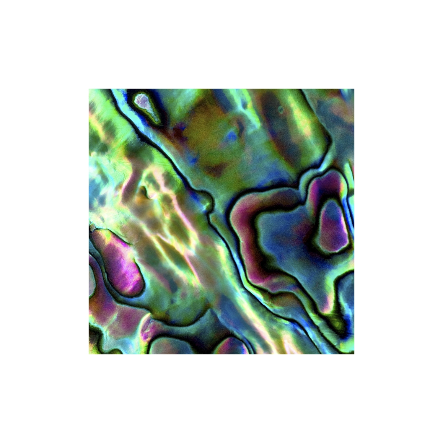 Paua Patterns 2 - Wayfarer Images