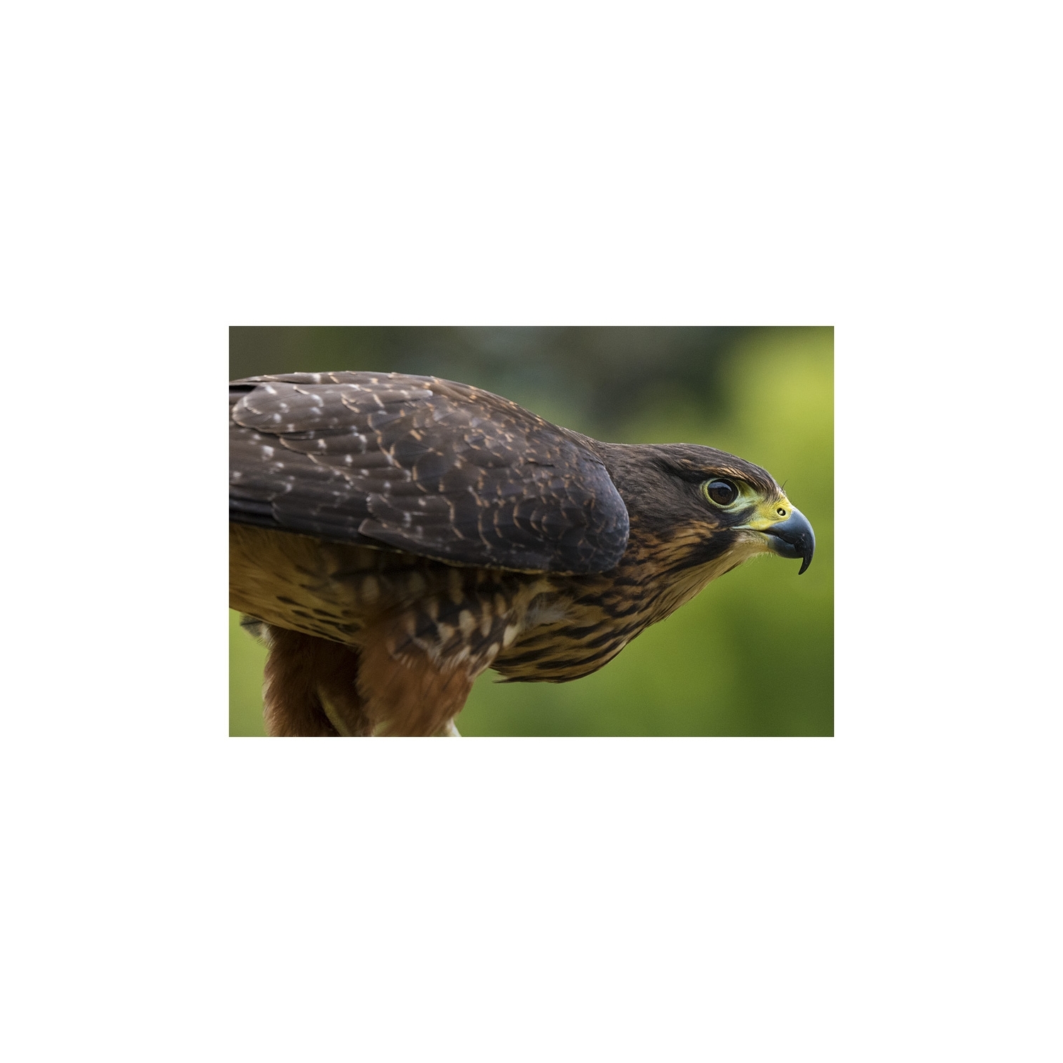 Karearea, endangered native NZ Falcon: Card - Wayfarer Images