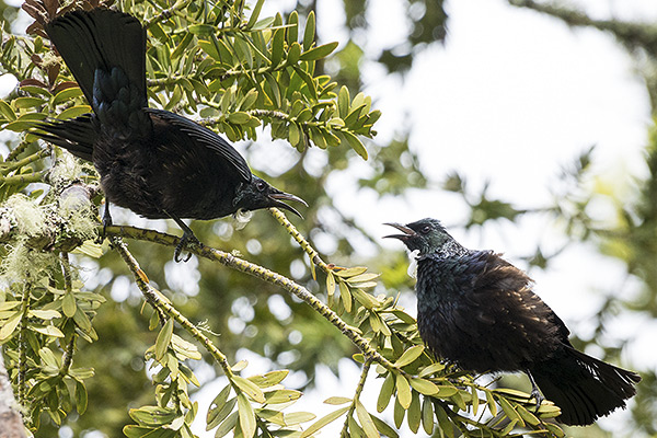 Tui mating season - Duels and Duets - Articles
