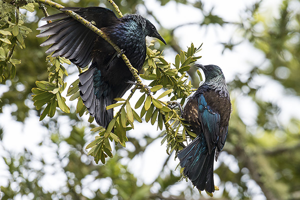 Tui mating season - Duels and Duets - Articles