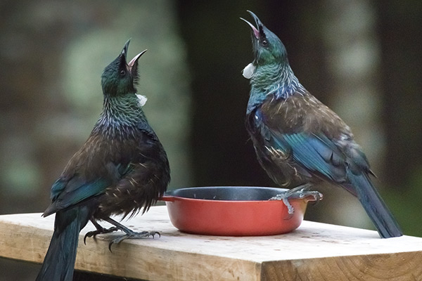 Tui mating season - Duels and Duets - Articles